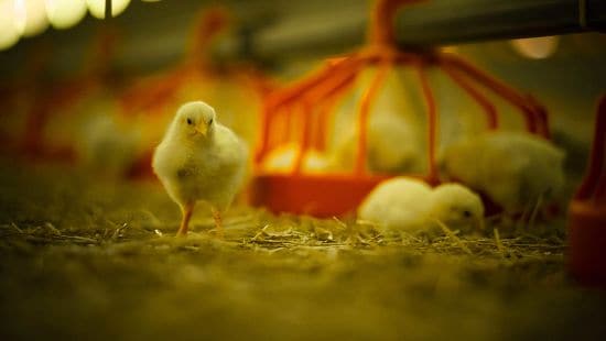 Poultry Disease Control and Prevention | Ecolab